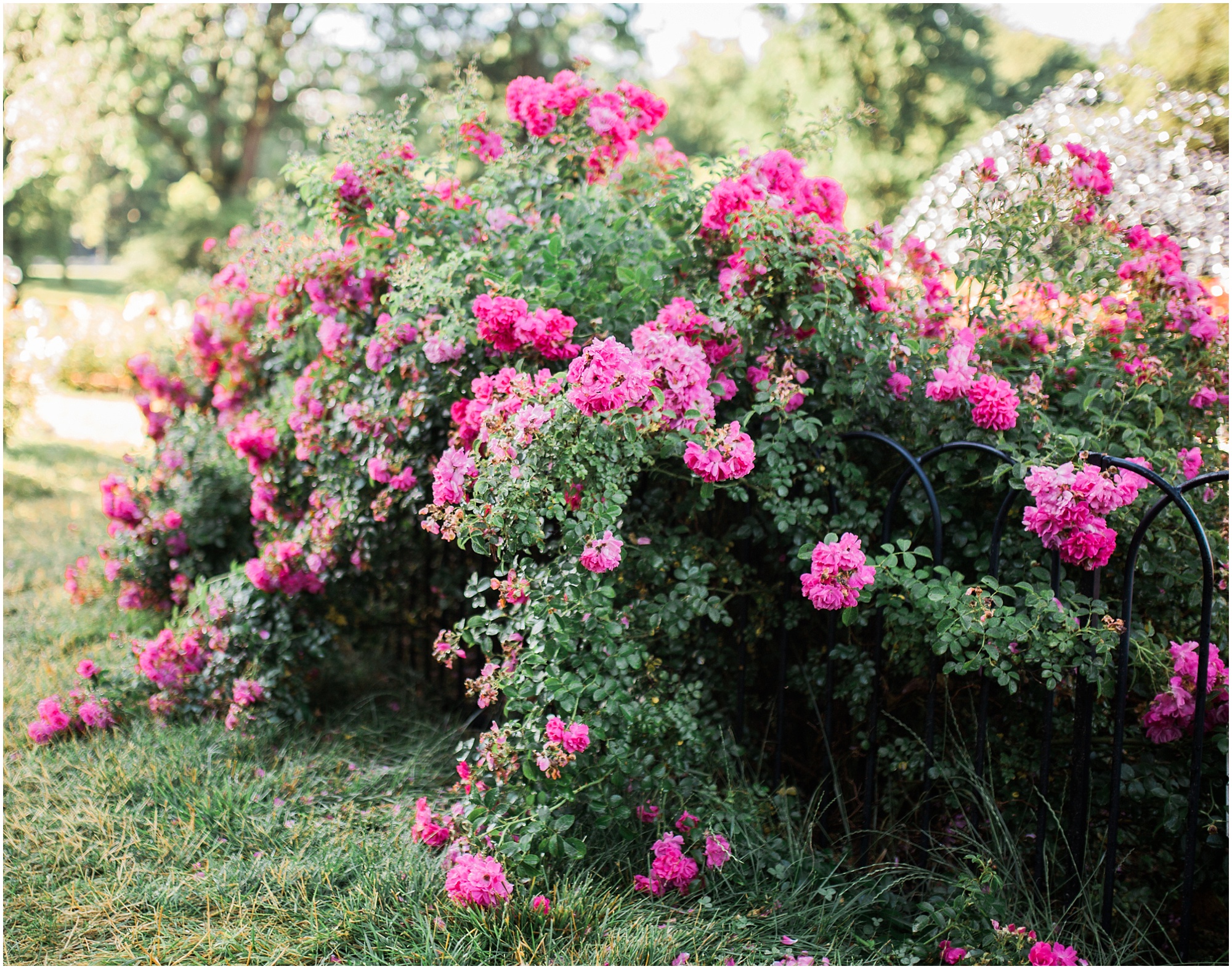 Rose Garden Boudoir Editorial - The Howard Brand Blog